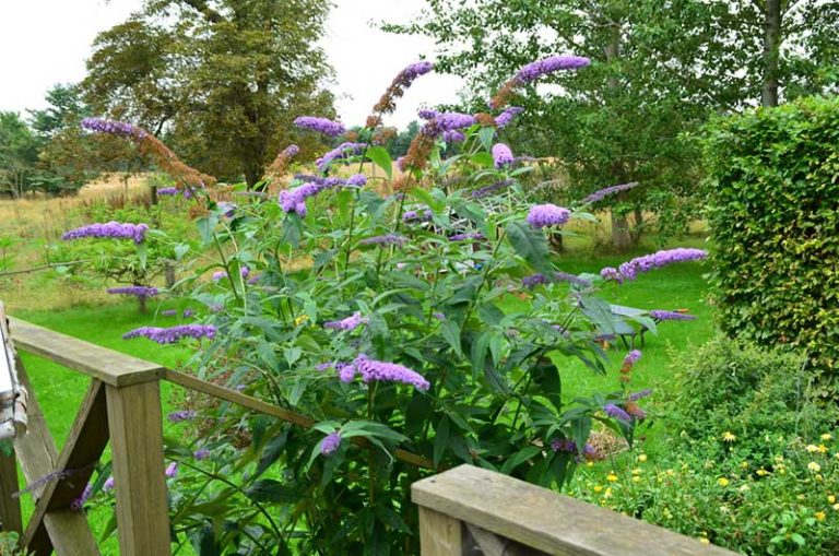 Tips for Growing Butterfly Bush (Buddleia davidii) - Garden Lovers Club