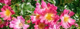 Growing Guide: Tips for Growing Drift Rose - Garden Lovers Club