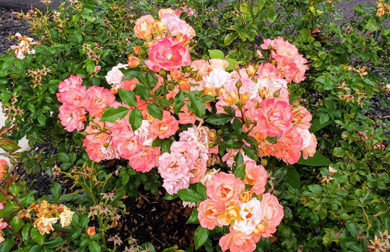 Growing Guide: Tips for Growing Drift Rose - Garden Lovers Club