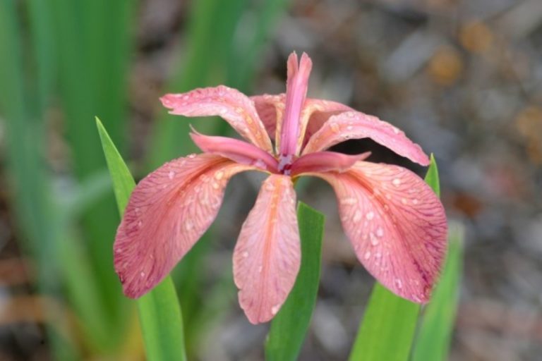 10 Different Types of Iris (Iris Plant Varieties) - Garden Lovers Club