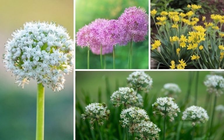 Different Types of Alliums (Photos plus Growing Tips) - Garden Lovers Club