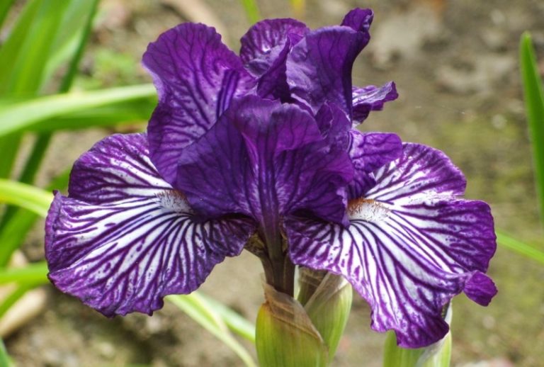 10 Different Types of Iris (Iris Plant Varieties) - Garden Lovers Club
