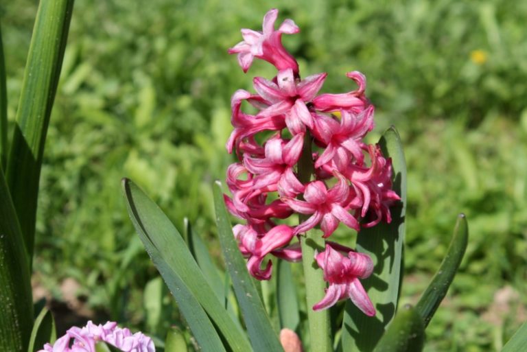 The Different Types of Hyacinth (Plus Care Tips) - Garden Lovers Club