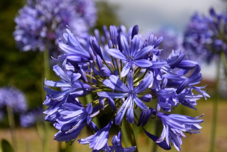 The Different Types of Agapanthus (Plus Care Tips) - Garden Lovers Club