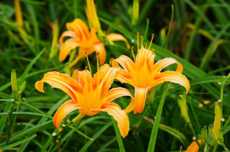 10 Different Types of Daylilies (Photos) - Garden Lovers Club