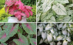 8 Different Varieties of Caladiums (Photos) - Garden Lovers Club