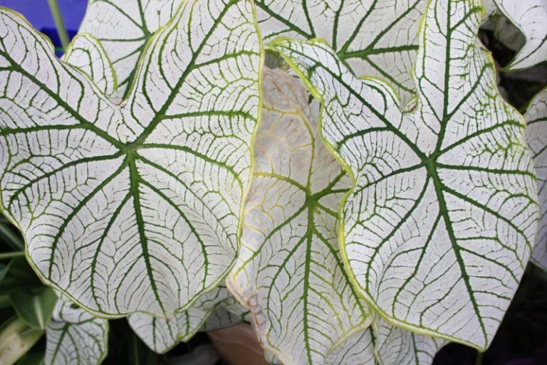 8 Different Varieties of Caladiums (Photos) - Garden Lovers Club