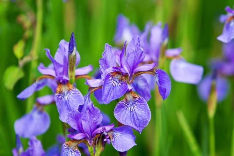 10 Different Types of Iris (Iris Plant Varieties) - Garden Lovers Club