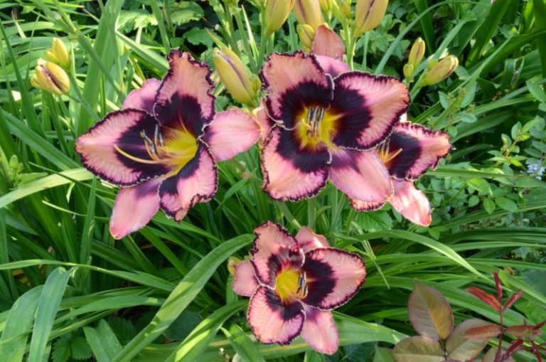 10 Different Types of Daylilies (Photos) - Garden Lovers Club