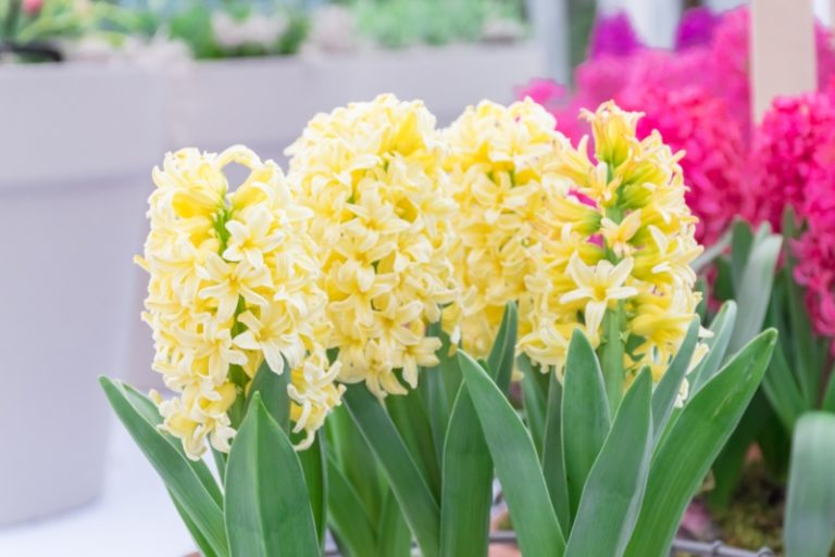 The Different Types of Hyacinth (Plus Care Tips) - Garden Lovers Club