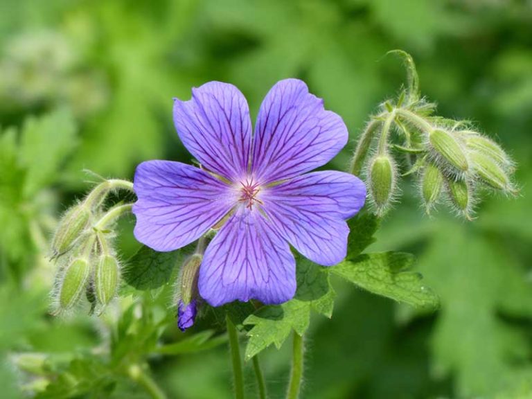 Growing Guide: Tips for Growing Cranesbill Geranium - Garden Lovers Club