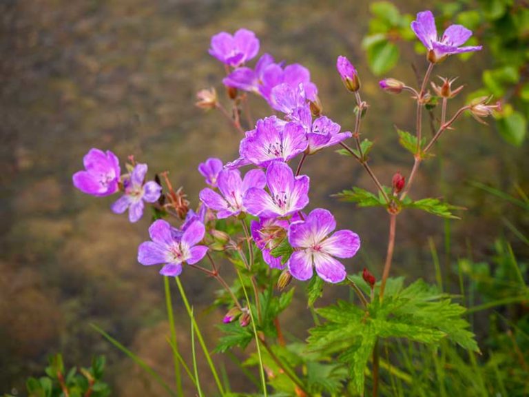 Growing Guide: Tips for Growing Cranesbill Geranium - Garden Lovers Club