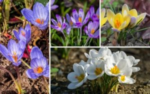 Different Types of Crocus (Plus Care Tips and Photos) - Garden Lovers Club