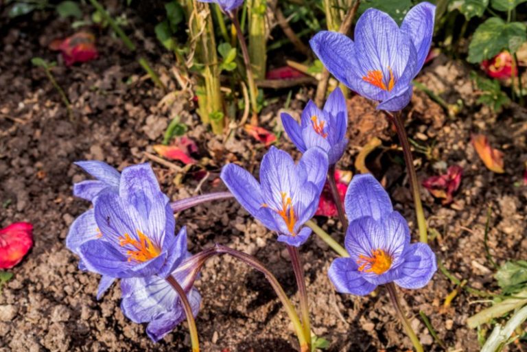 Different Types of Crocus (Plus Care Tips and Photos) - Garden Lovers Club