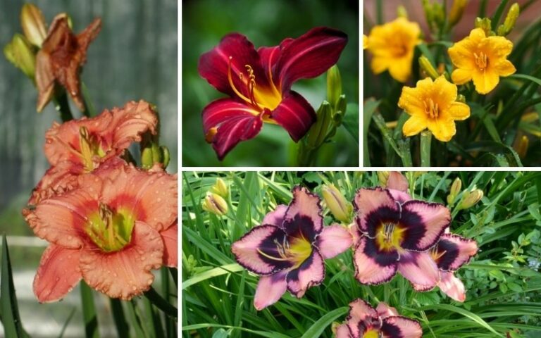 10 Different Types of Daylilies (Photos) - Garden Lovers Club