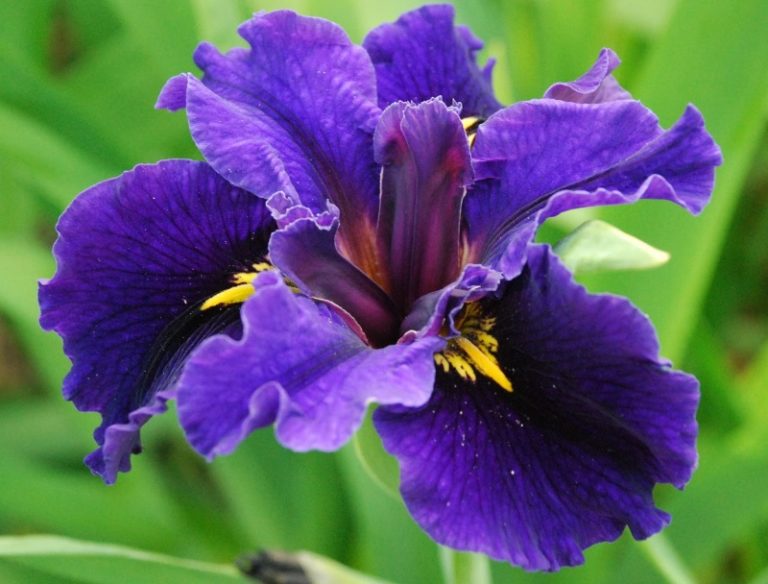 10 Different Types of Iris (Iris Plant Varieties) - Garden Lovers Club