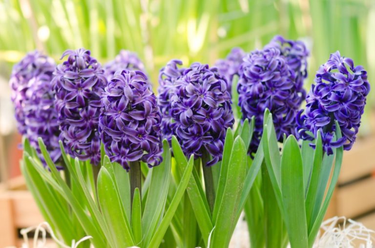 The Different Types of Hyacinth (Plus Care Tips) - Garden Lovers Club