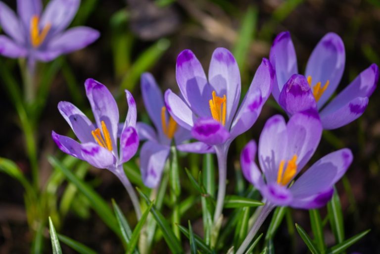 Different Types of Crocus (Plus Care Tips and Photos) - Garden Lovers Club