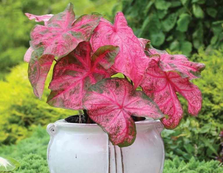 8 Different Varieties of Caladiums (Photos) - Garden Lovers Club