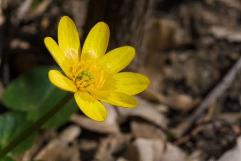 11 Different Types of Ranunculus (Photos and Growing Tips) - Garden ...