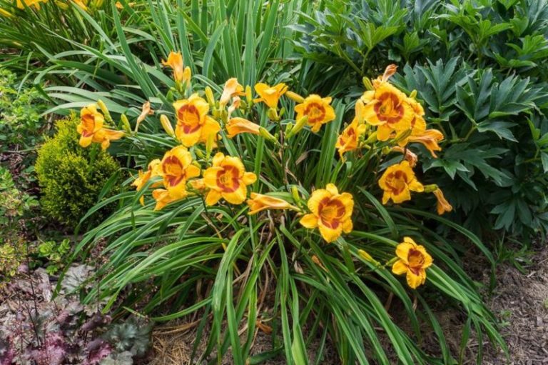 20 Ohio Perennials That Thrive with Neglect - Garden Lovers Club