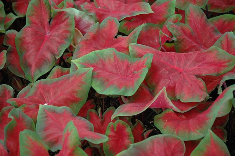 8 Different Varieties of Caladiums (Photos) - Garden Lovers Club