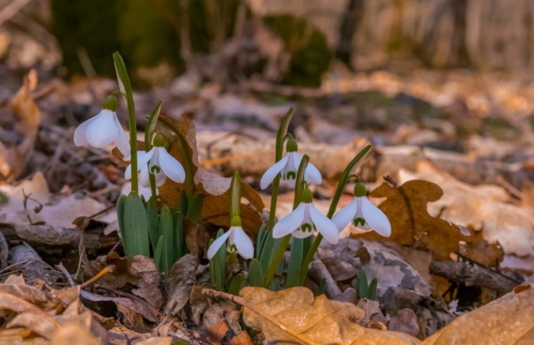 Different Types of Snowdrops (Varieties and Planting Tips) - Garden ...
