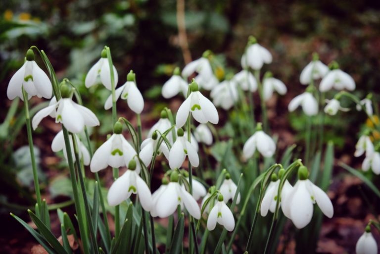 Different Types of Snowdrops (Varieties and Planting Tips) - Garden ...