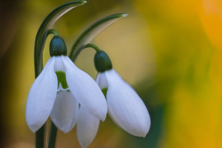 Different Types of Snowdrops (Varieties and Planting Tips) - Garden ...