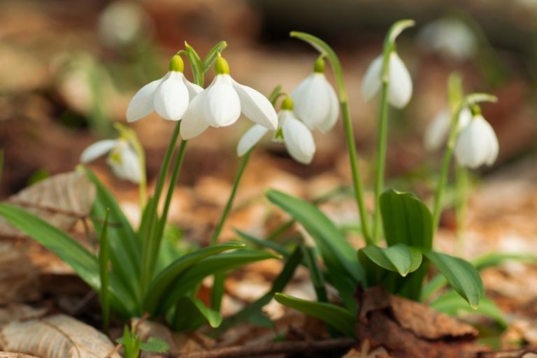 Different Types of Snowdrops (Varieties and Planting Tips) - Garden ...