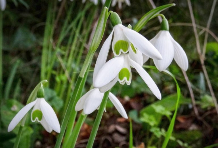 Different Types of Snowdrops (Varieties and Planting Tips) - Garden ...