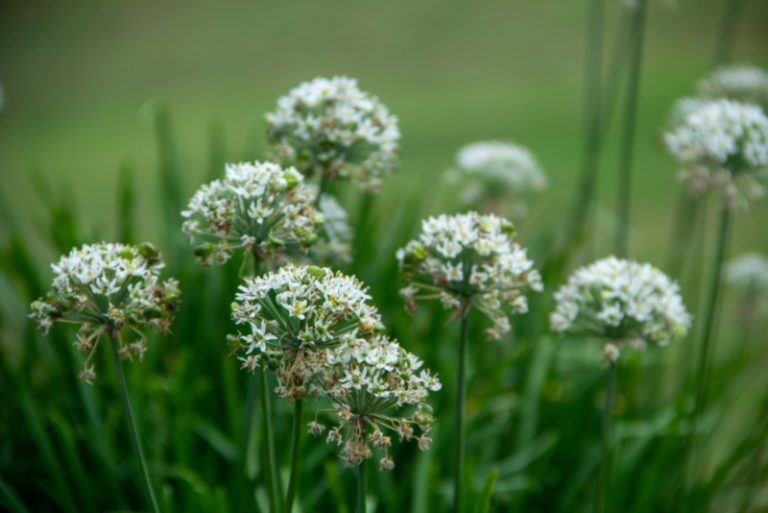 Different Types of Alliums (Photos plus Growing Tips) - Garden Lovers Club