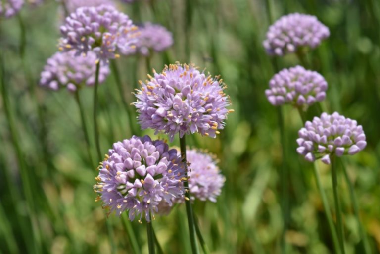 Different Types of Alliums (Photos plus Growing Tips) - Garden Lovers Club