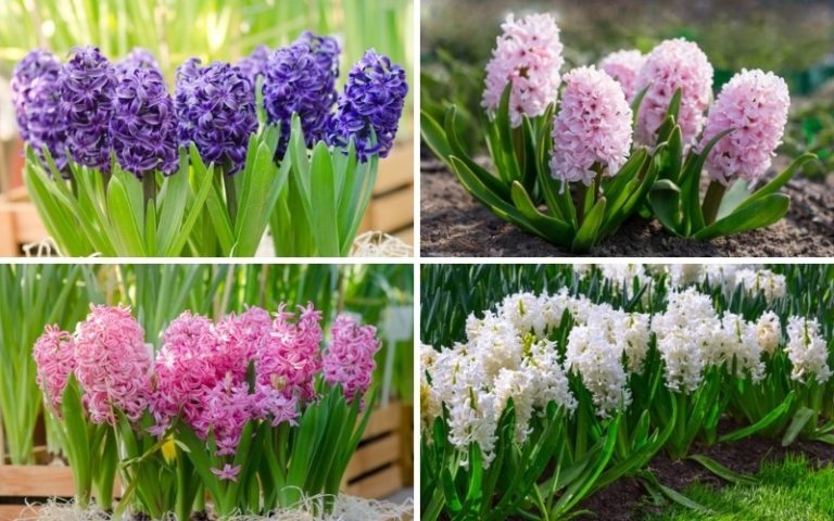 The Different Types of Hyacinth (Plus Care Tips) - Garden Lovers Club
