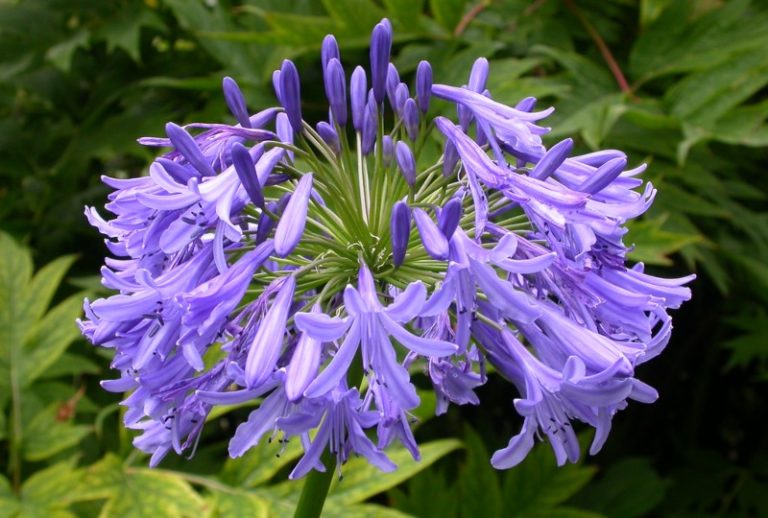 The Different Types of Agapanthus (Plus Care Tips) - Garden Lovers Club