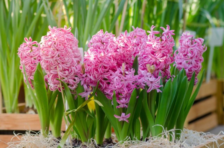 The Different Types of Hyacinth (Plus Care Tips) - Garden Lovers Club