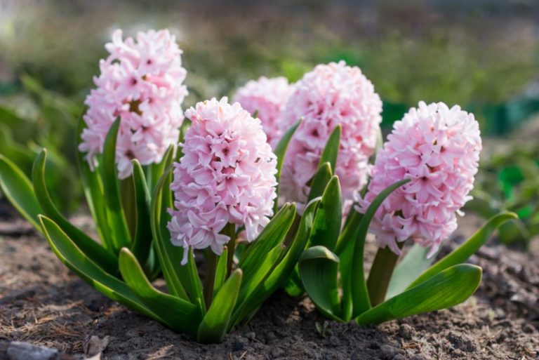 The Different Types of Hyacinth (Plus Care Tips) - Garden Lovers Club