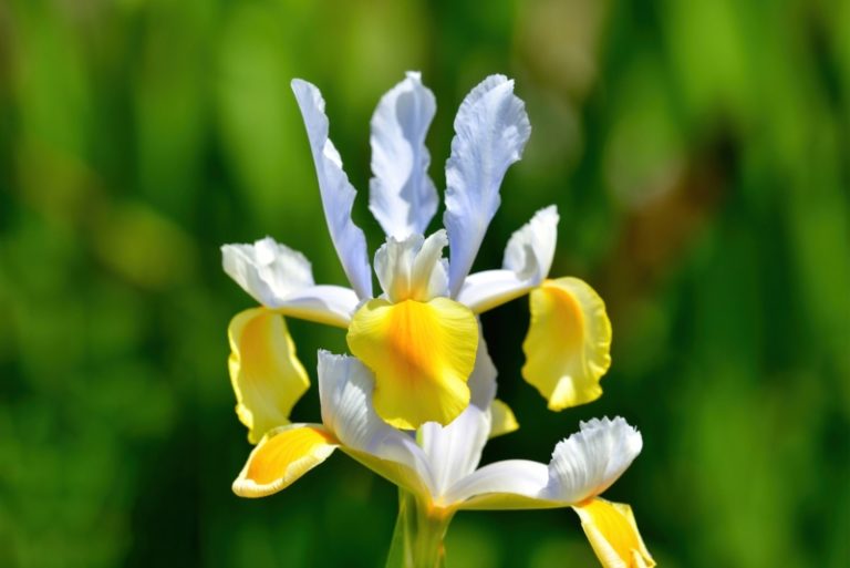 10 Different Types of Iris (Iris Plant Varieties) - Garden Lovers Club