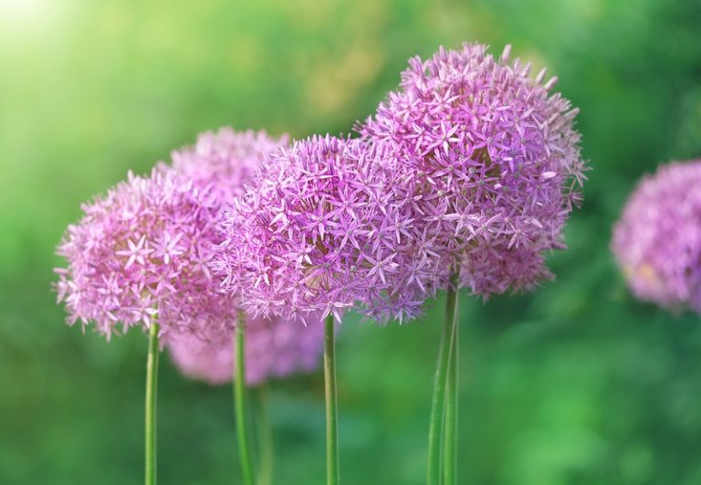 Different Types of Alliums (Photos plus Growing Tips) - Garden Lovers Club