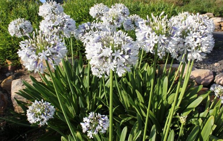 The Different Types of Agapanthus (Plus Care Tips) - Garden Lovers Club