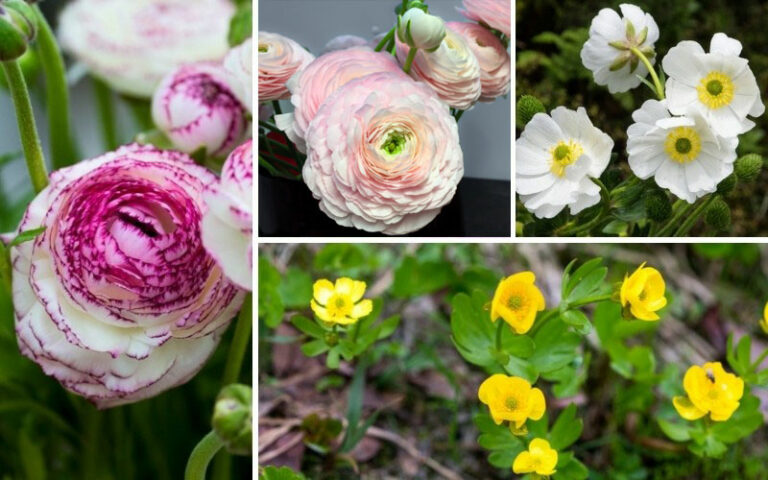 11 Different Types of Ranunculus (Photos and Growing Tips) - Garden ...