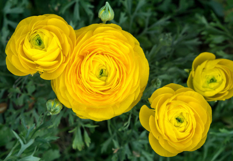 11 Different Types of Ranunculus (Photos and Growing Tips) - Garden ...