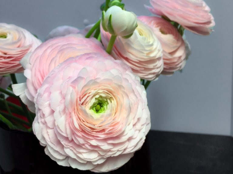 11 Different Types of Ranunculus (Photos and Growing Tips) - Garden ...