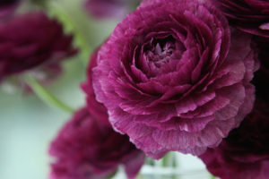Growing Guide: Tips for Growing Ranunculus - Garden Lovers Club