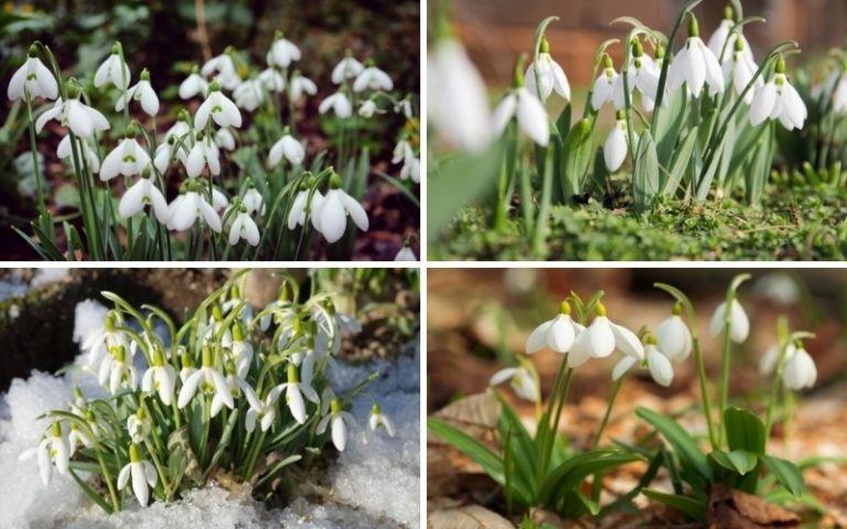 Different Types of Snowdrops (Varieties and Planting Tips) - Garden ...