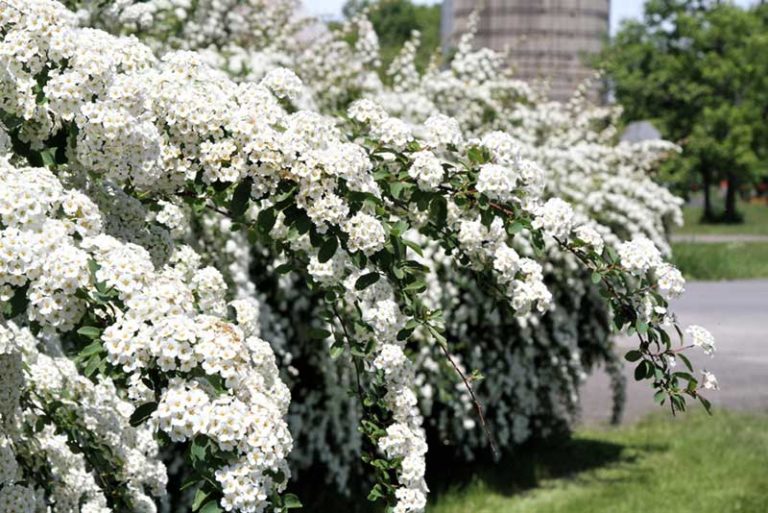Growing Guide: Tips for Growing Spirea - Garden Lovers Club