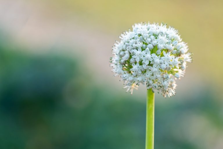 Different Types of Alliums (Photos plus Growing Tips) - Garden Lovers Club