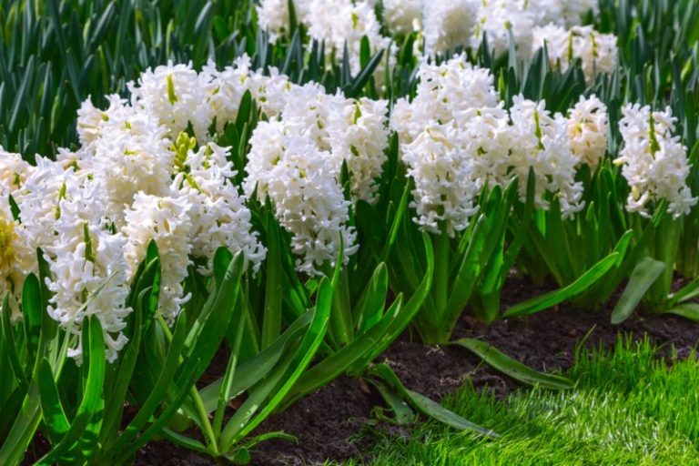 The Different Types of Hyacinth (Plus Care Tips) - Garden Lovers Club