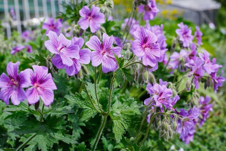 Growing Guide: Tips for Growing Cranesbill Geranium - Garden Lovers Club