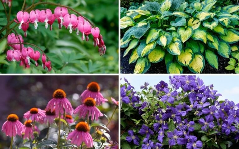 10 Fantastic Trailing Perennials - Garden Lovers Club